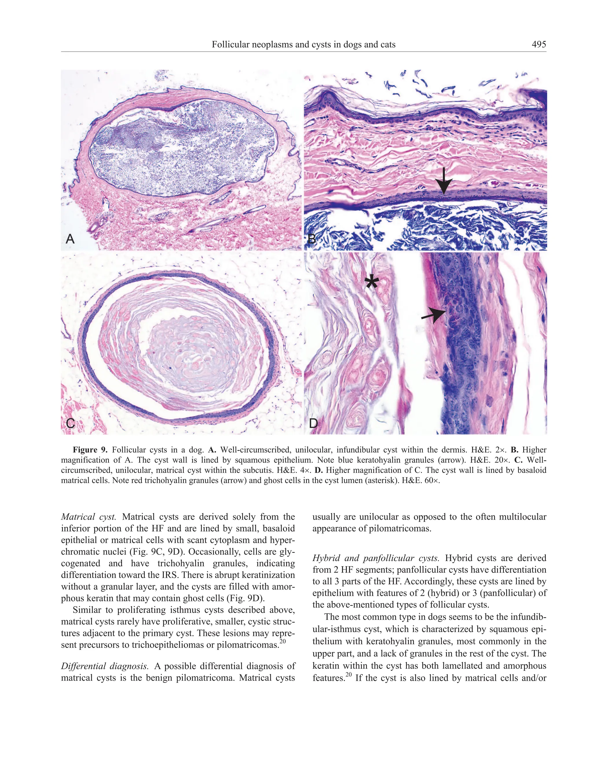 Histologic features of hair follicle neoplasms and cysts in dogs and ...