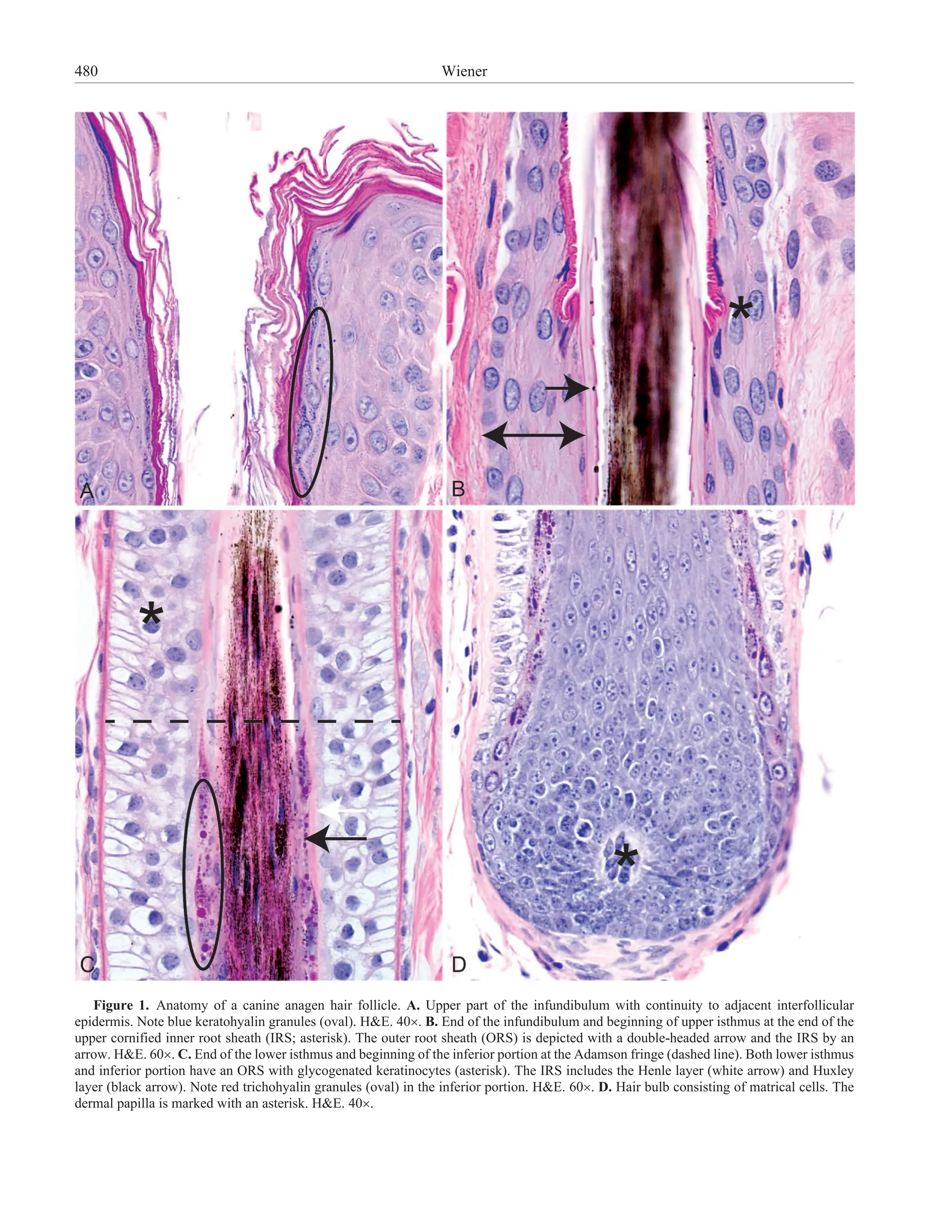 Histologic features of hair follicle neoplasms and cysts in dogs and ...