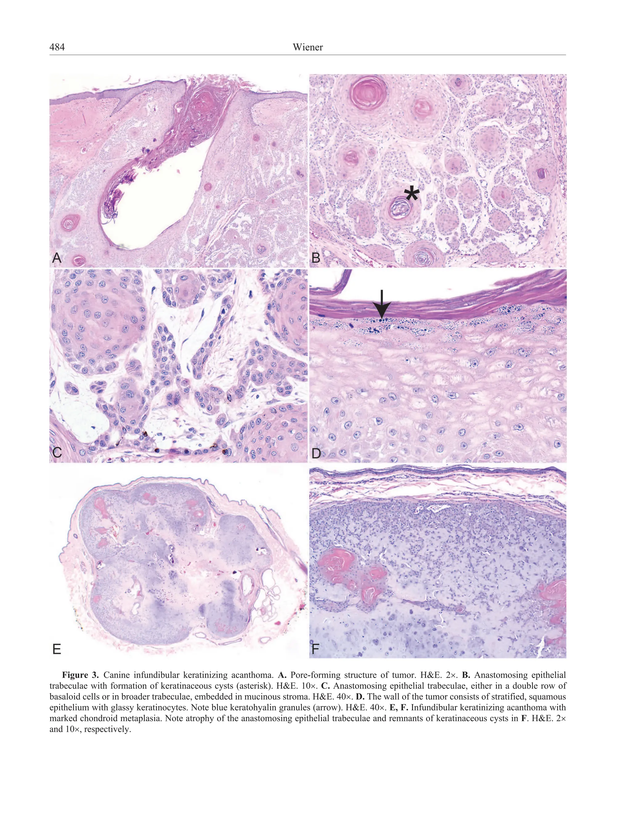 Histologic features of hair follicle neoplasms and cysts in dogs and ...