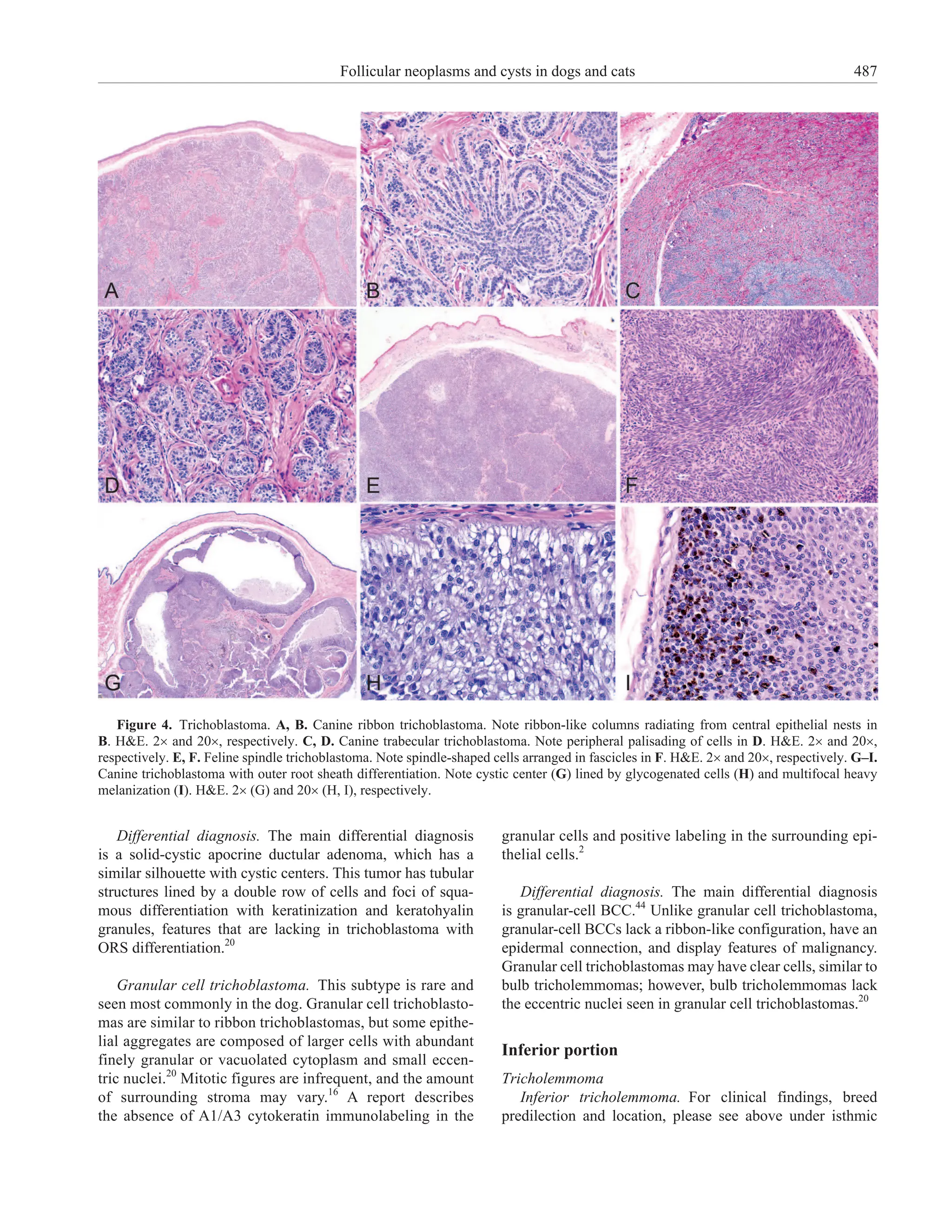 Histologic features of hair follicle neoplasms and cysts in dogs and ...