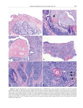 Histologic features of hair follicle neoplasms and cysts in dogs and ...