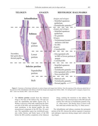 Histologic features of hair follicle neoplasms and cysts in dogs and ...