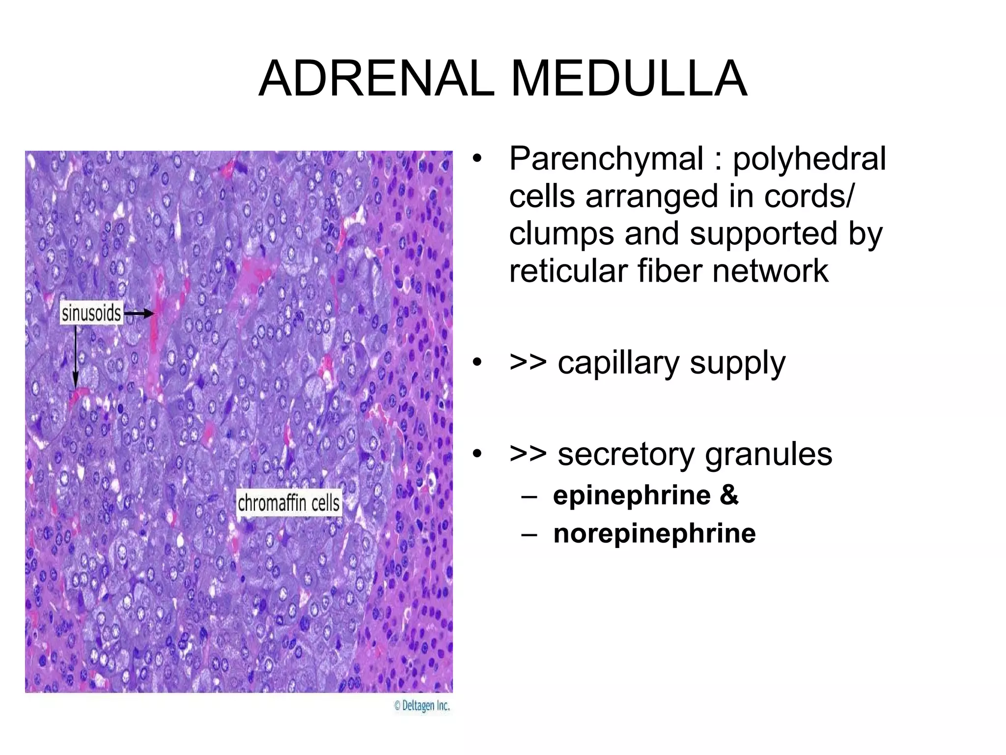 Histologic structure of endocrine system | PPT
