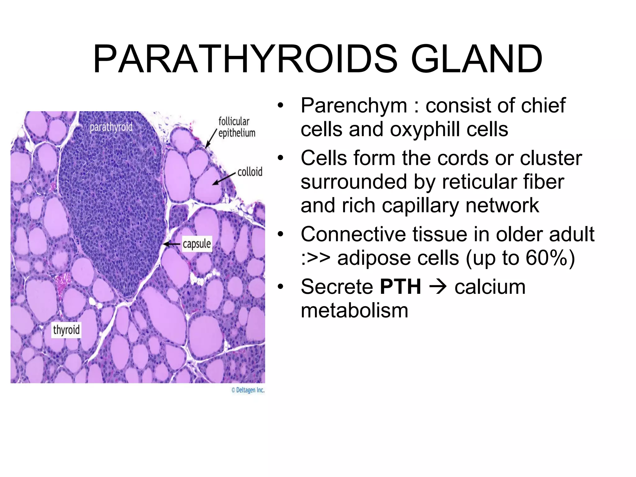 Histologic structure of endocrine system | PPT