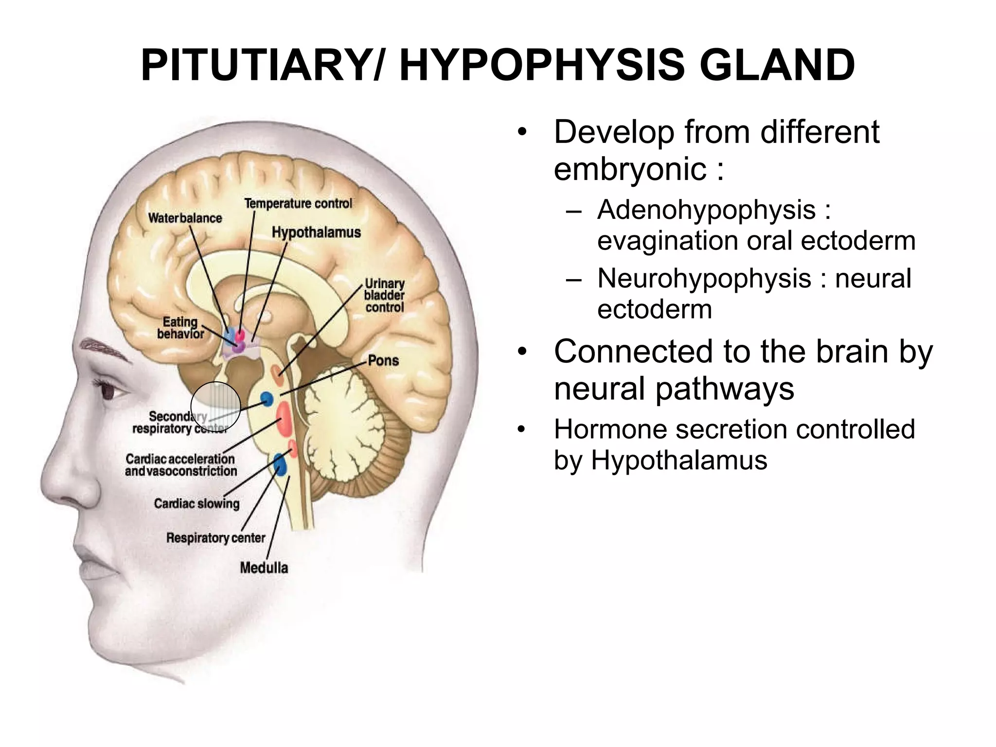 Histologic structure of endocrine system | PPT