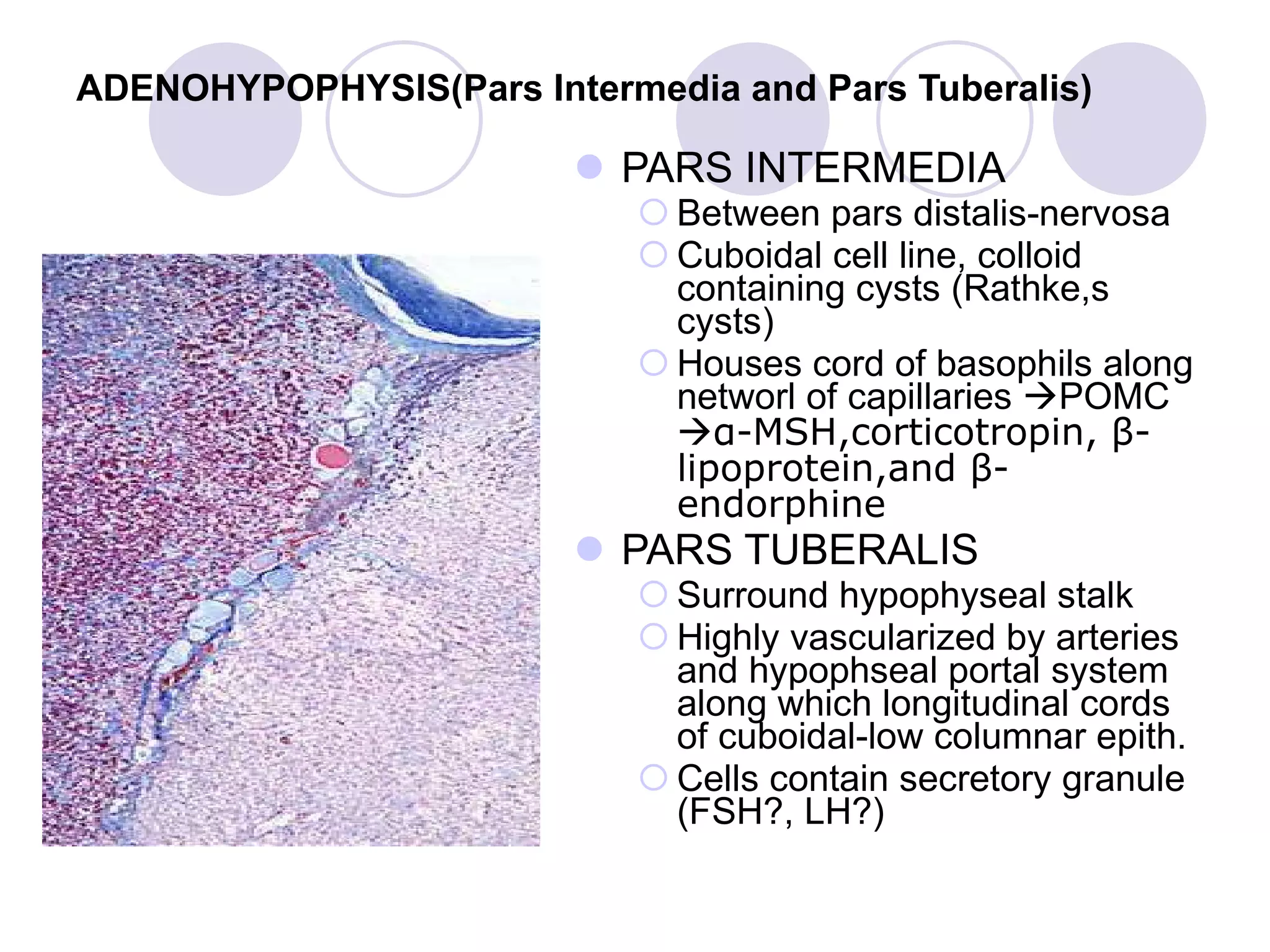Histologic structure of endocrine system | PPT