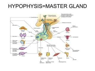 Histologic structure of endocrine system | PPT