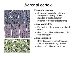 Histologic structure of endocrine system | PPT