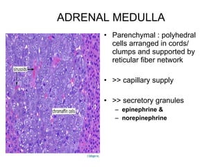 Histologic structure of endocrine system | PPT