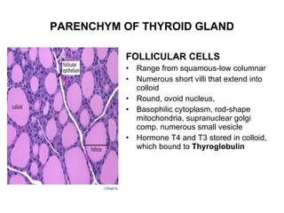 Histologic structure of endocrine system | PPT