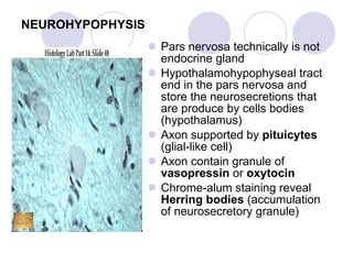 Histologic structure of endocrine system | PPT