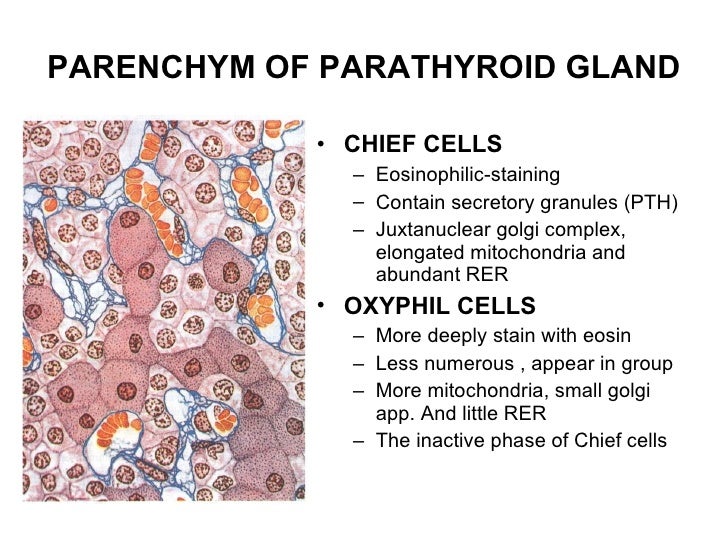 Histologic structure of endocrine system
