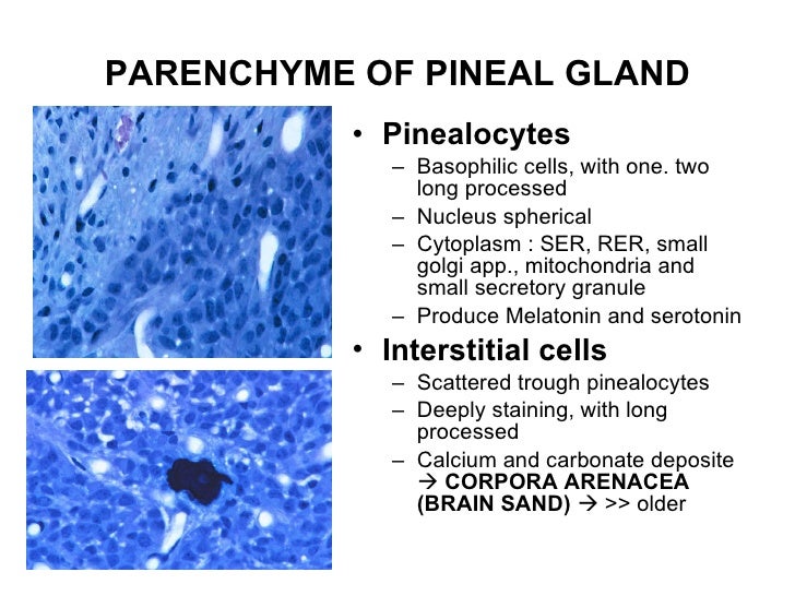 Histologic structure of endocrine system