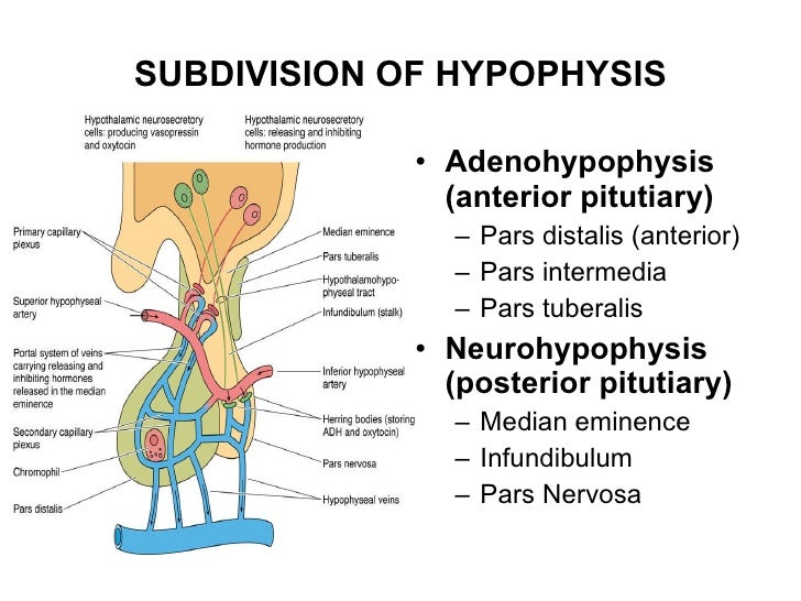 Histologic structure of endocrine system