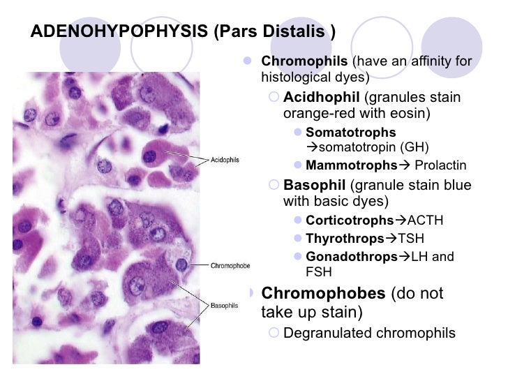 Histologic structure of endocrine system