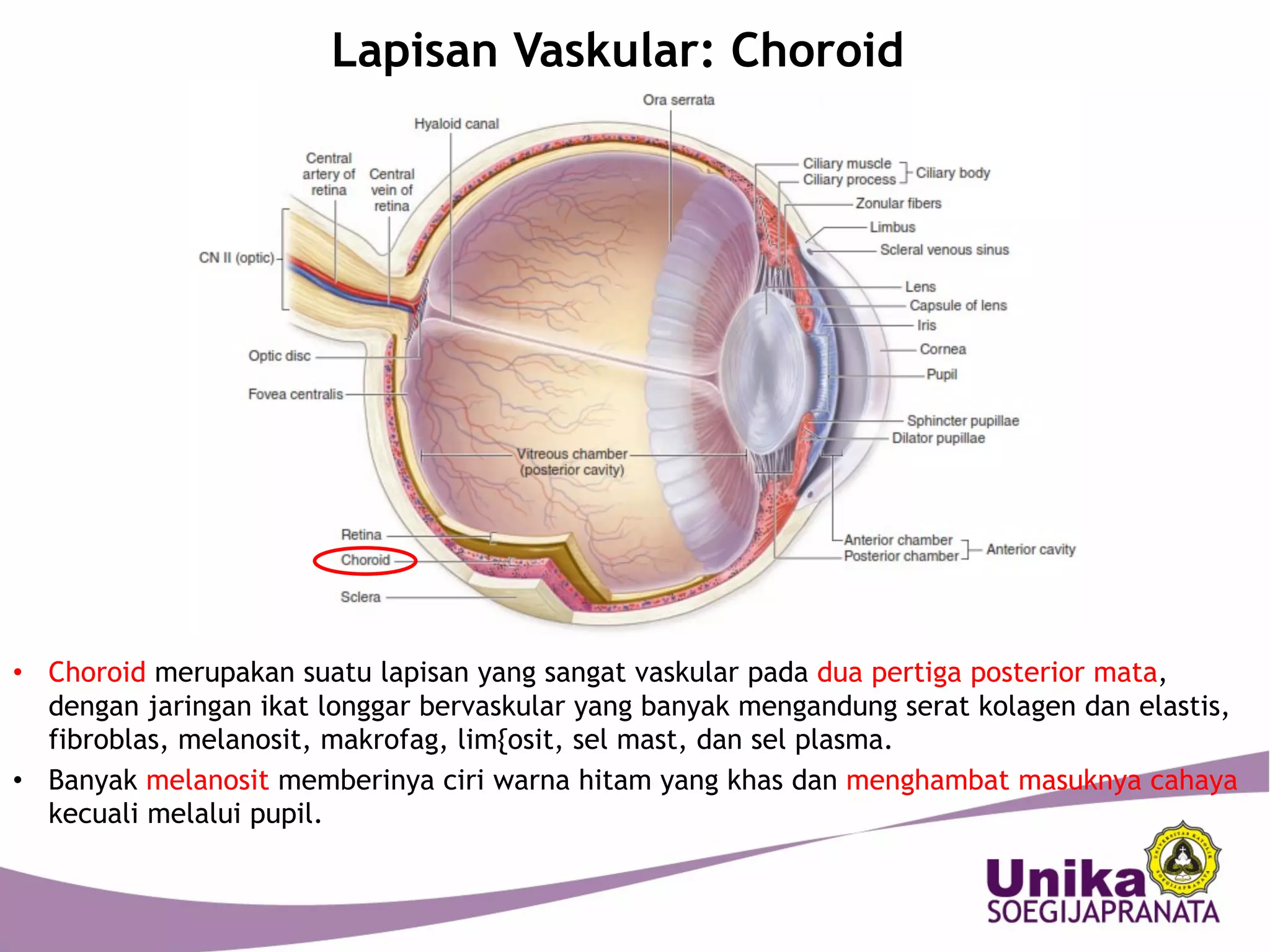 HISTOLOGI INDERA PENGLIHATAN Blok 2.2.pdf