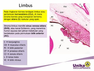 HISTOLOGI INDERA PENGLIHATAN Blok 2.2.pdf