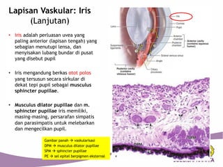 HISTOLOGI INDERA PENGLIHATAN Blok 2.2.pdf