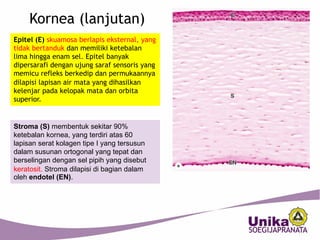 HISTOLOGI INDERA PENGLIHATAN Blok 2.2.pdf