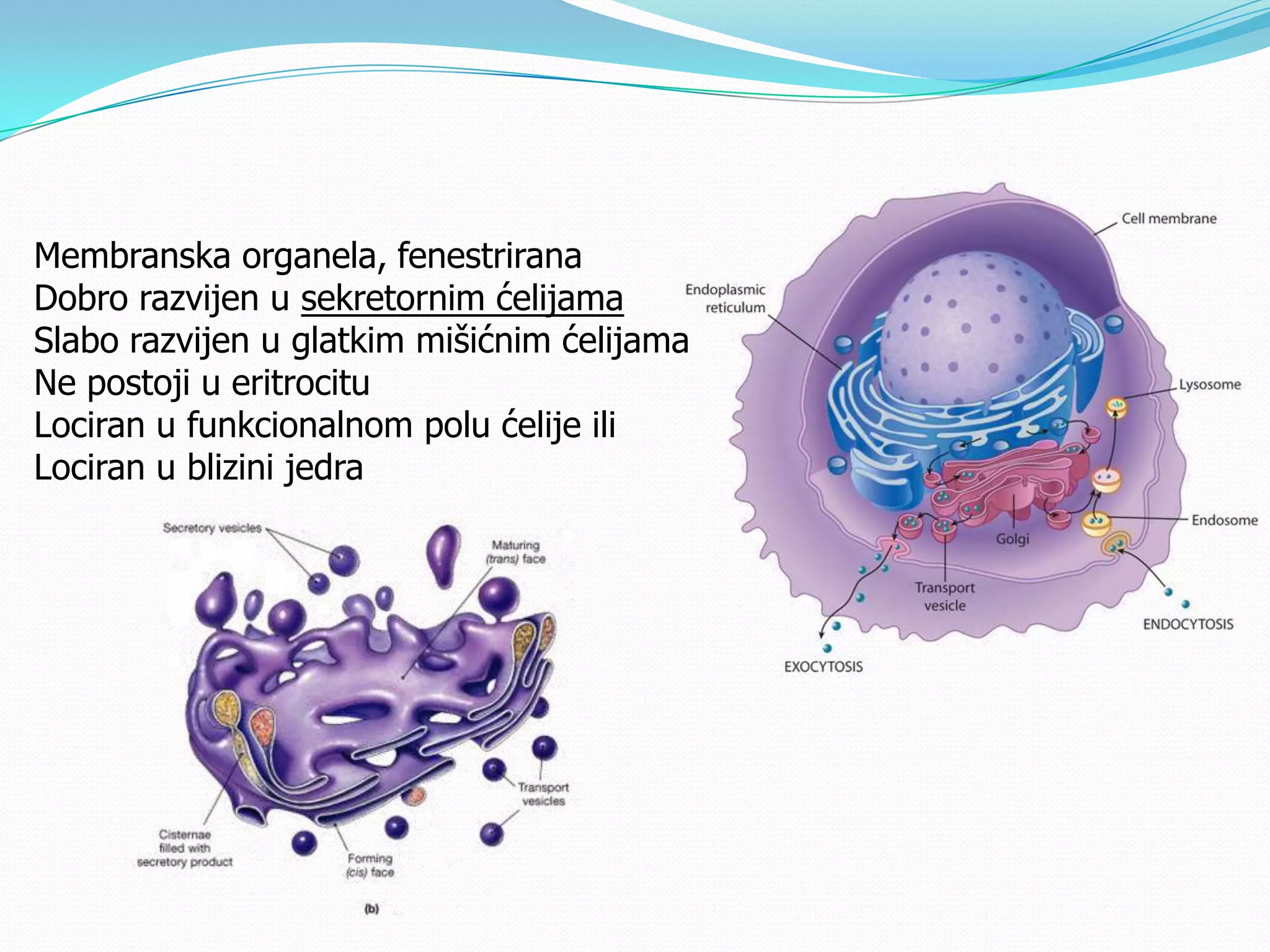 Histologija - Golgi i lizozomi | PPTX