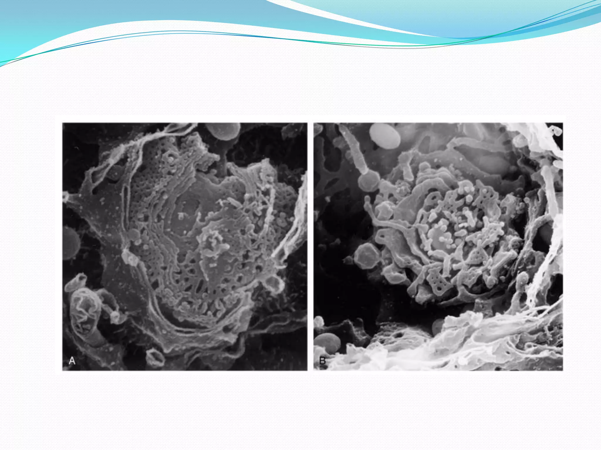 Histologija - Golgi i lizozomi | PPTX