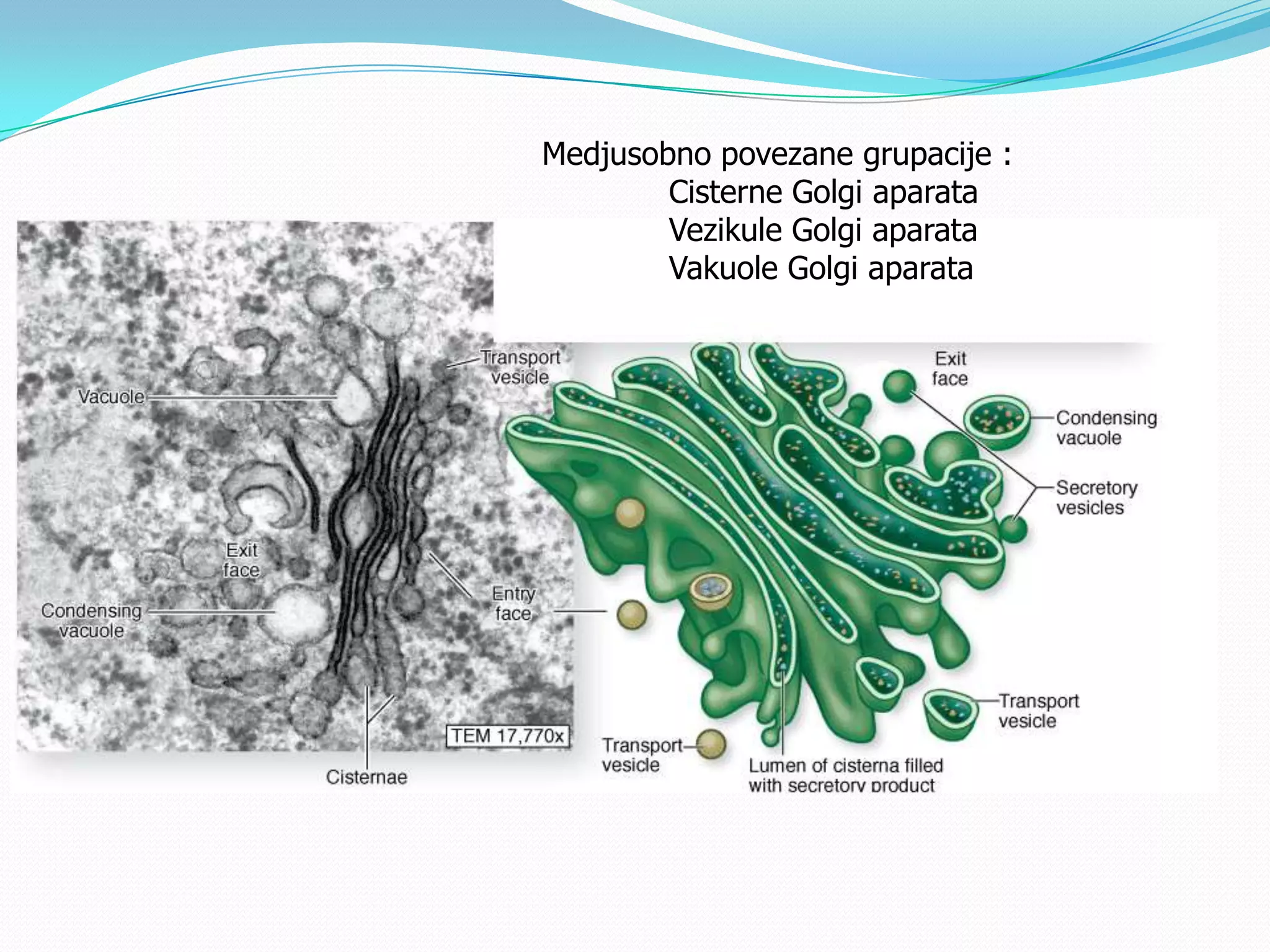 Histologija - Golgi i lizozomi | PPTX