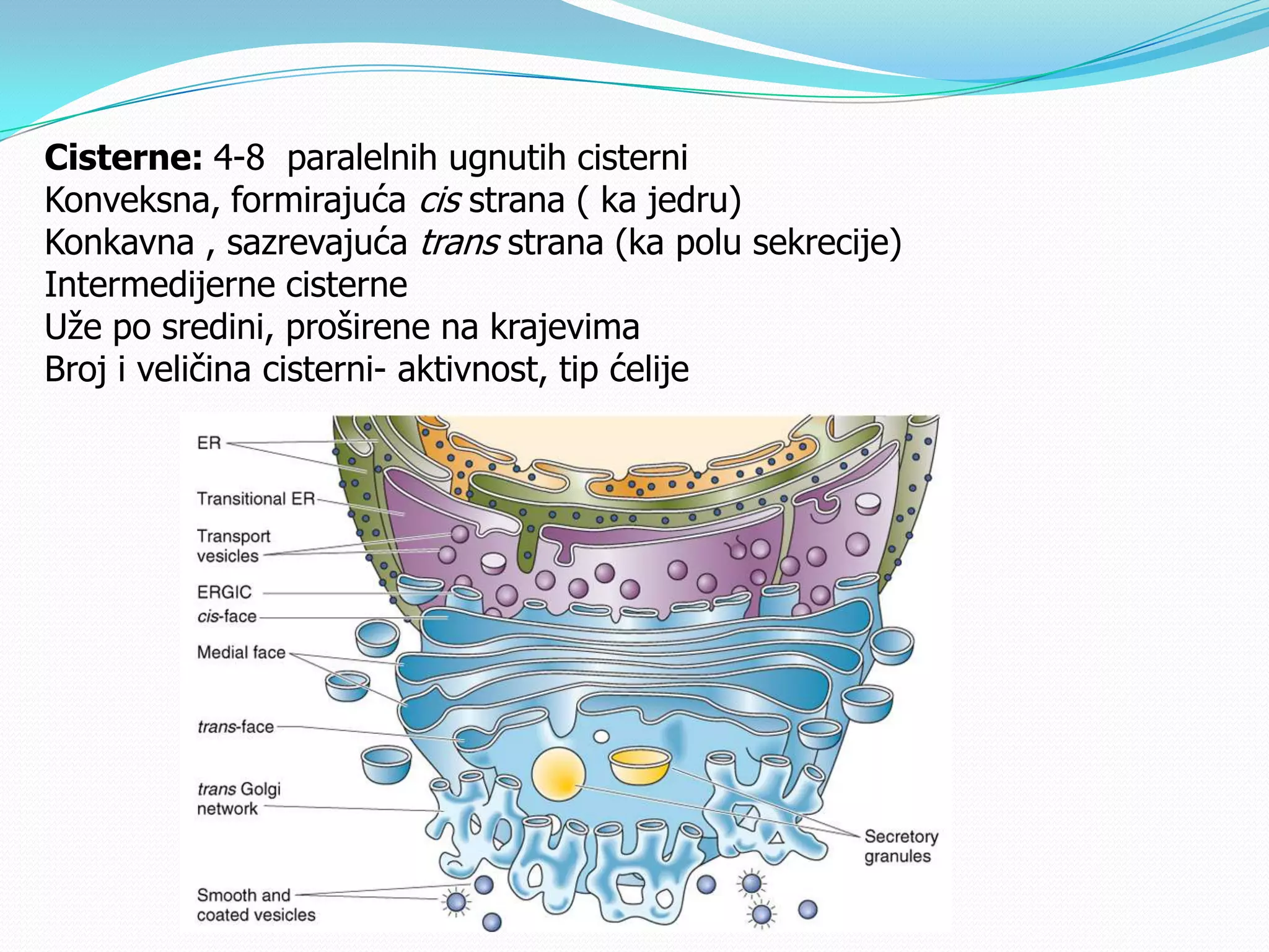 Histologija - Golgi i lizozomi | PPTX