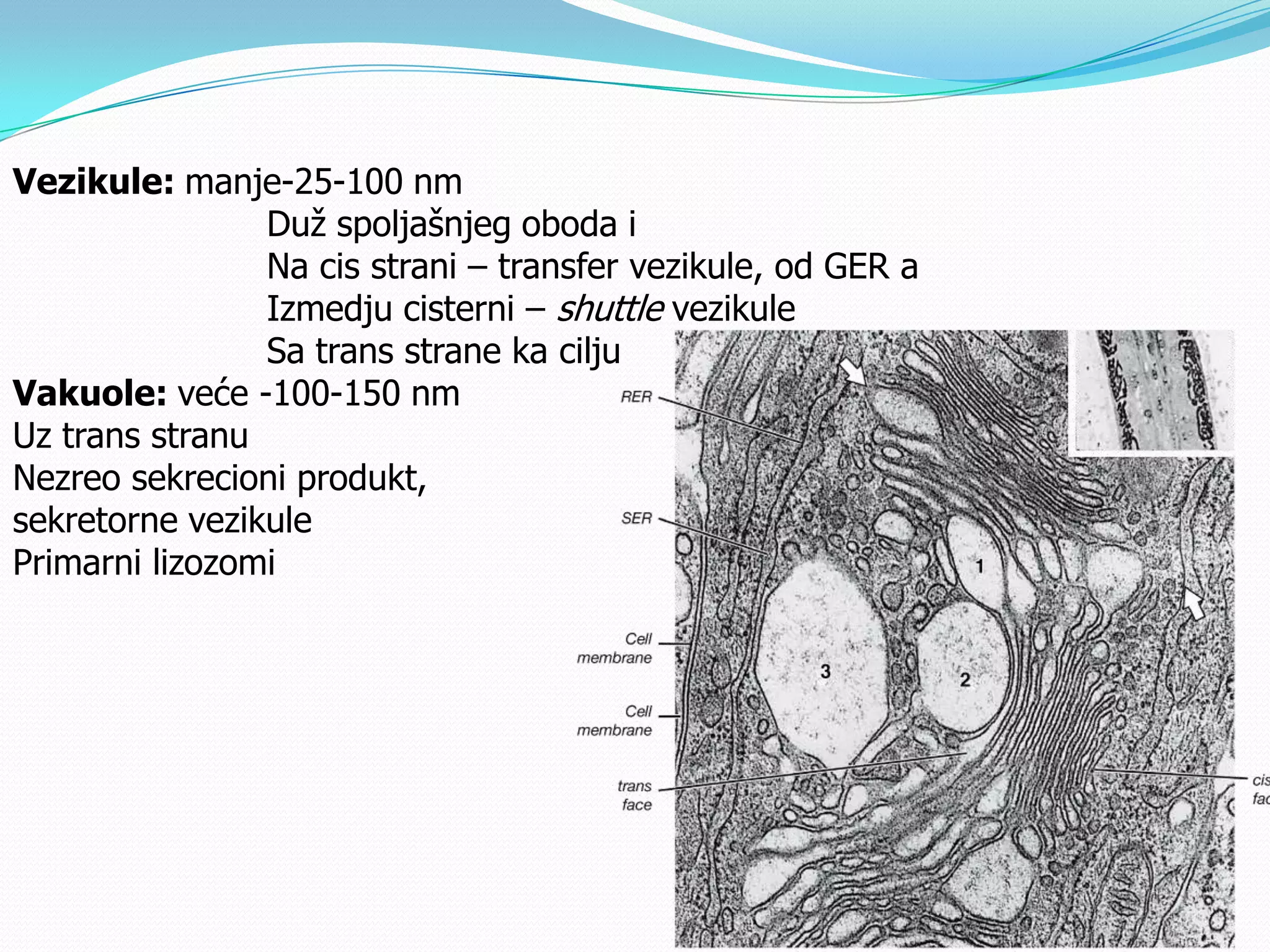 Histologija - Golgi i lizozomi | PPTX