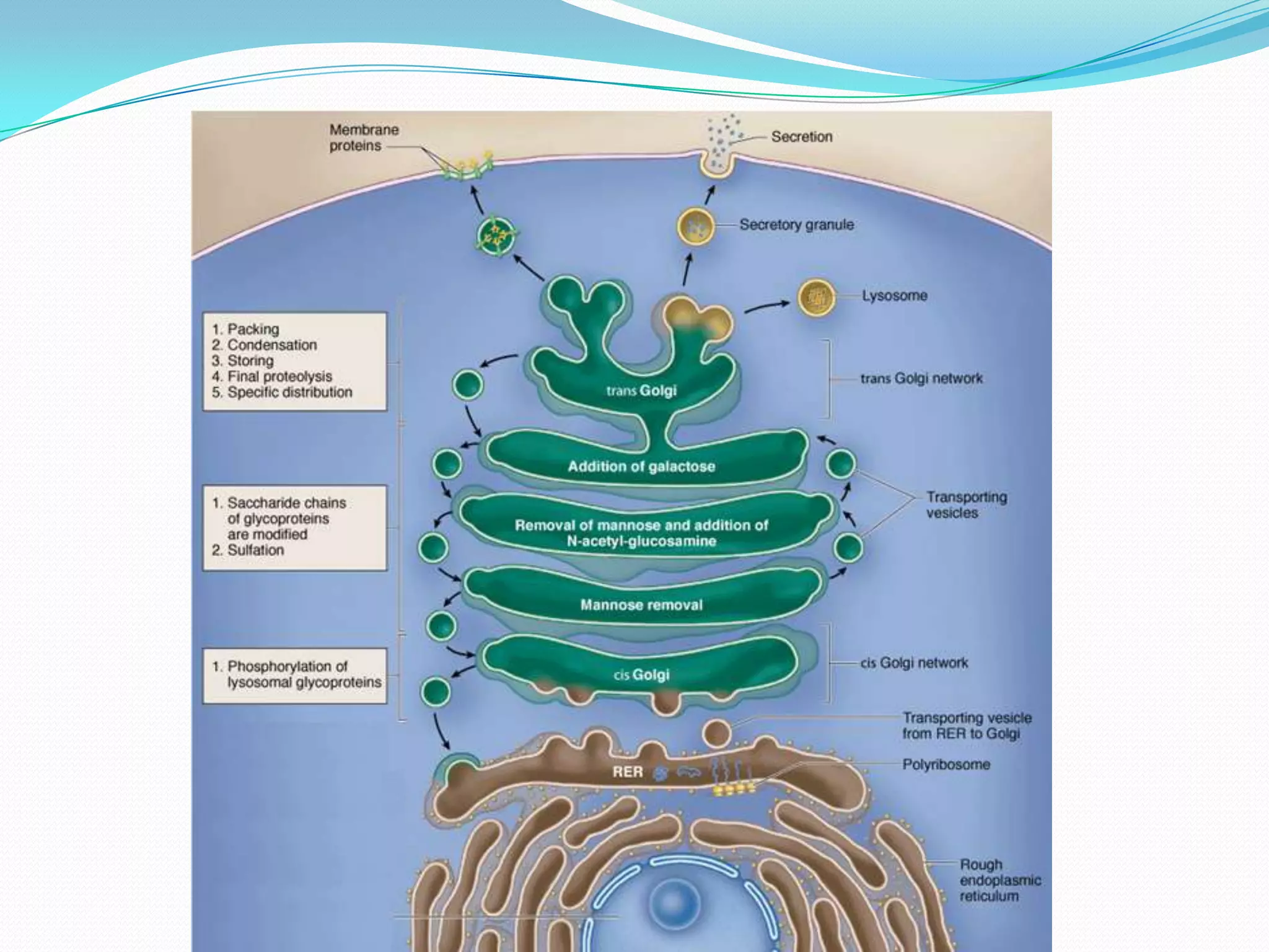 Histologija - Golgi i lizozomi | PPTX
