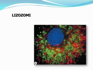 Histologija - Golgi i lizozomi | PPT