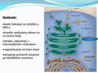 Histologija - Golgi i lizozomi | PPT