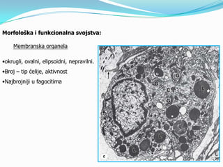 Histologija - Golgi i lizozomi | PPT