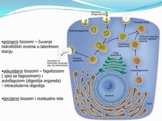 Histologija - Golgi i lizozomi | PPT