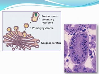 Histologija - Golgi i lizozomi | PPT