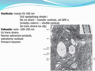 Histologija - Golgi i lizozomi | PPT