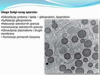 Histologija - Golgi i lizozomi | PPT