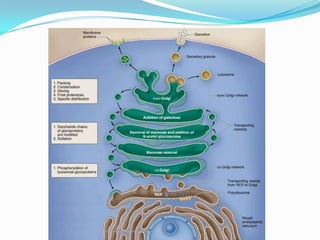 Histologija - Golgi i lizozomi | PPT