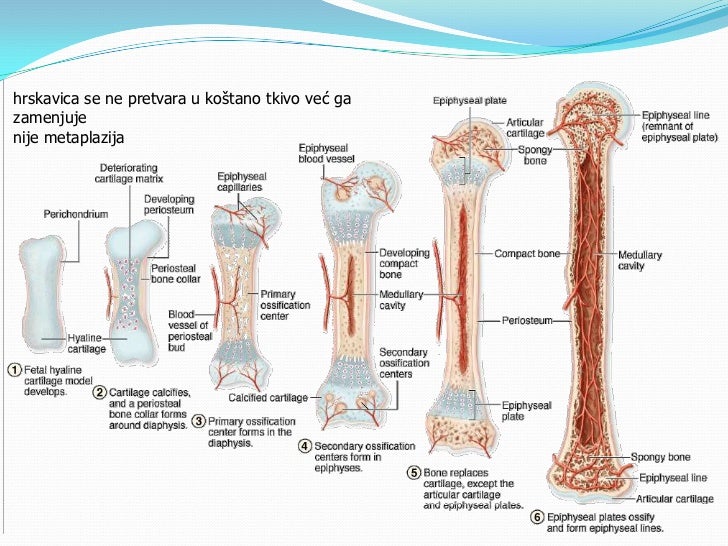 Histologija - Osifikacija i zglobovi