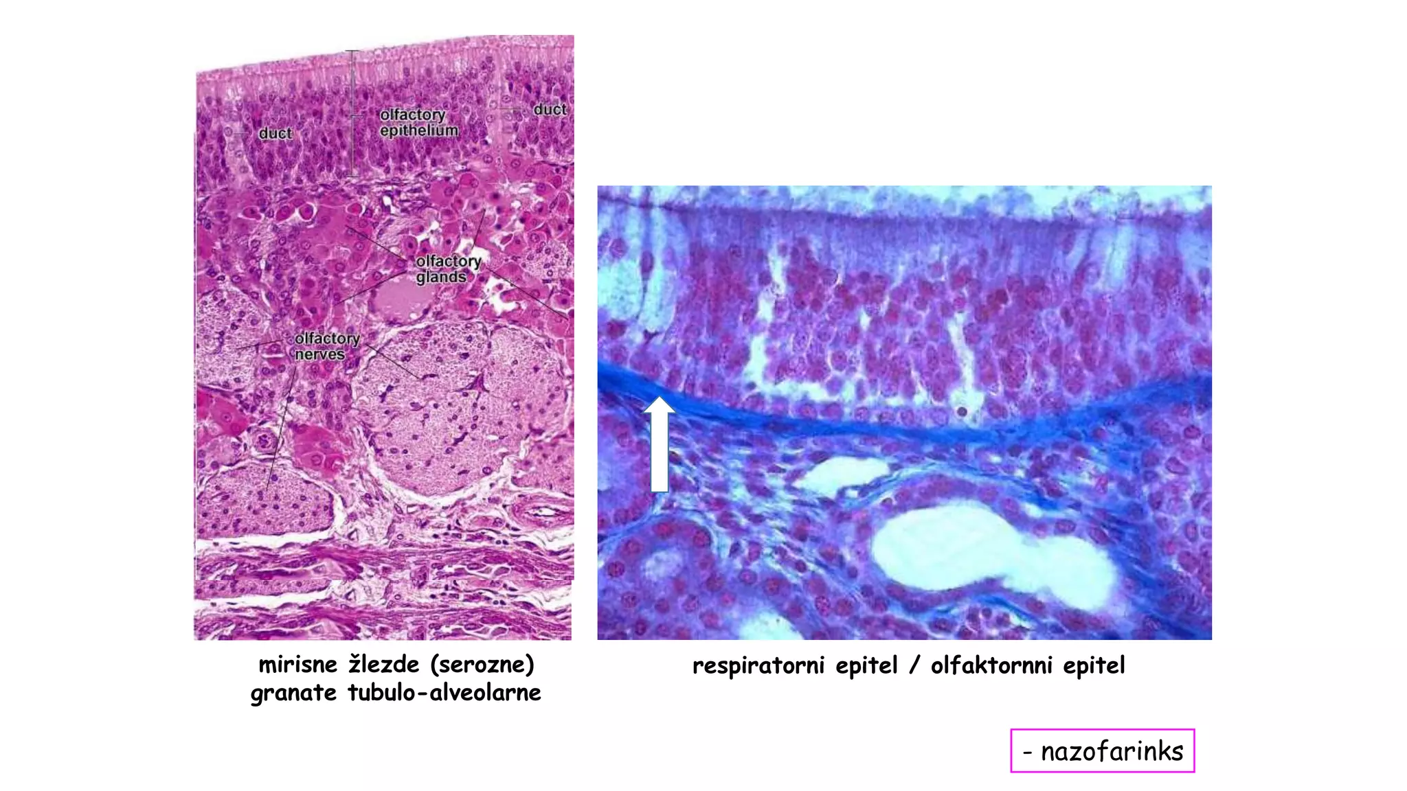 Histologija respiratorni sistem | PPTX