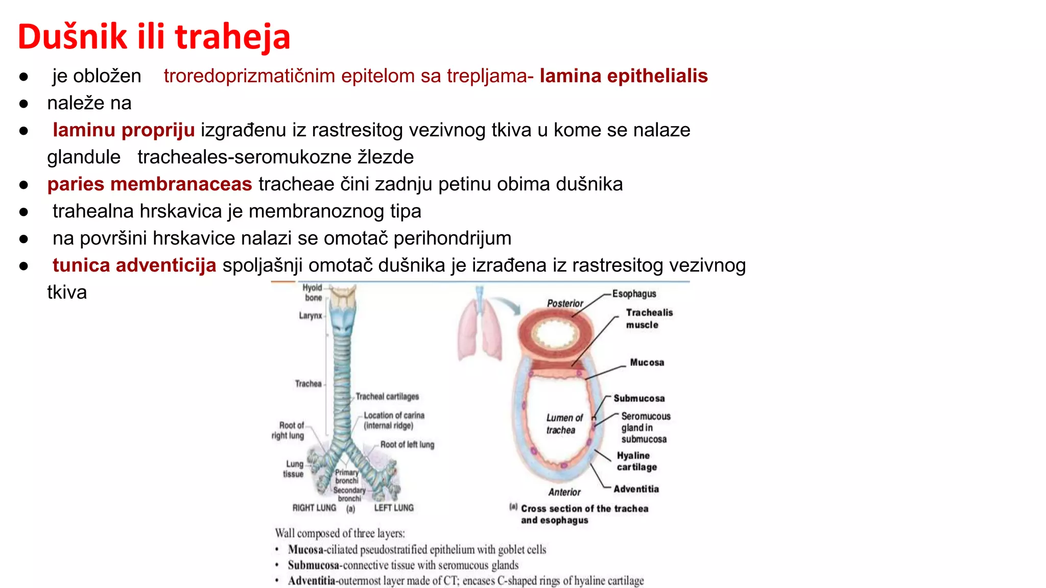 Histologija respiratorni sistem | PPTX
