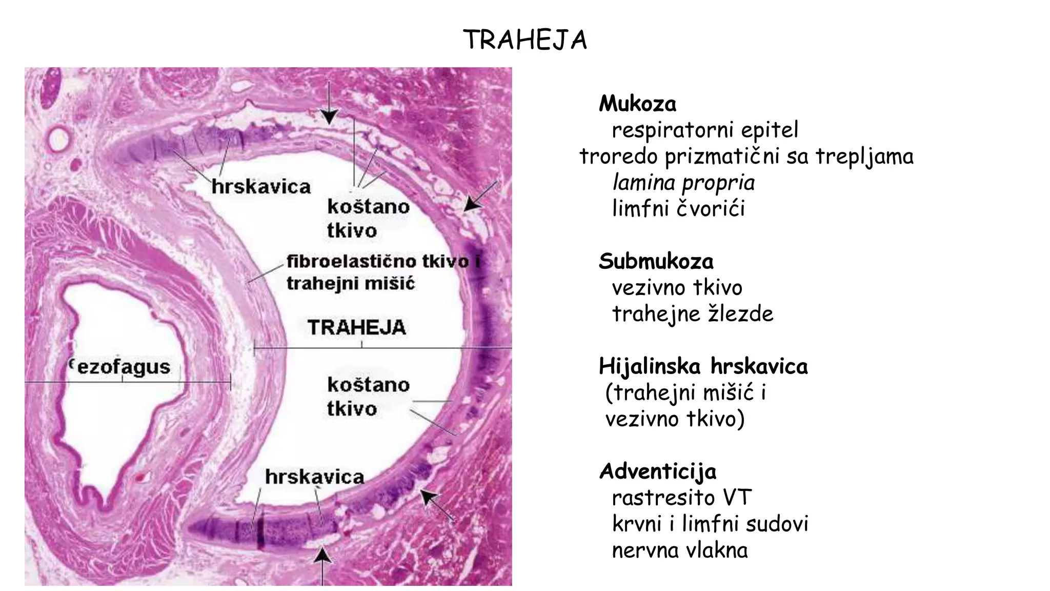 Histologija respiratorni sistem | PPTX