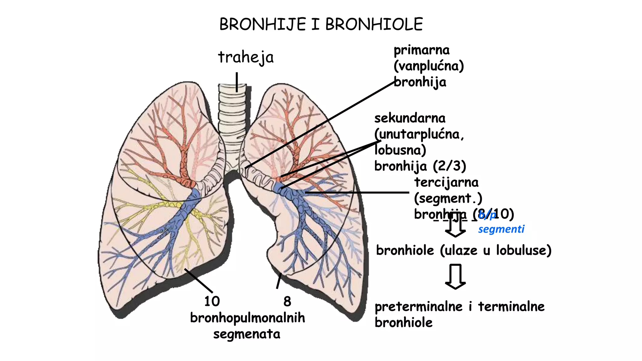 Histologija respiratorni sistem | PPTX