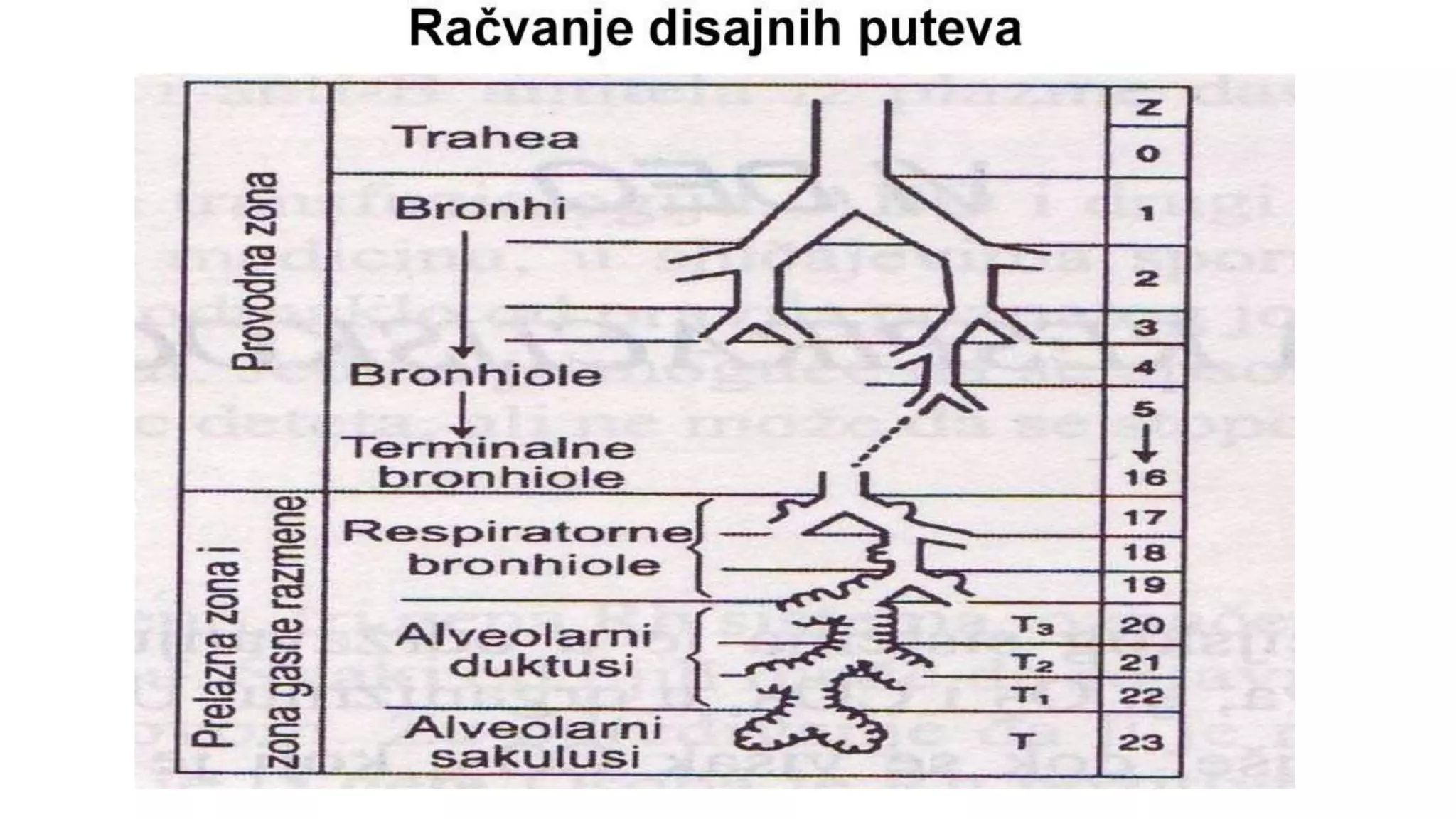 Histologija respiratorni sistem | PPTX