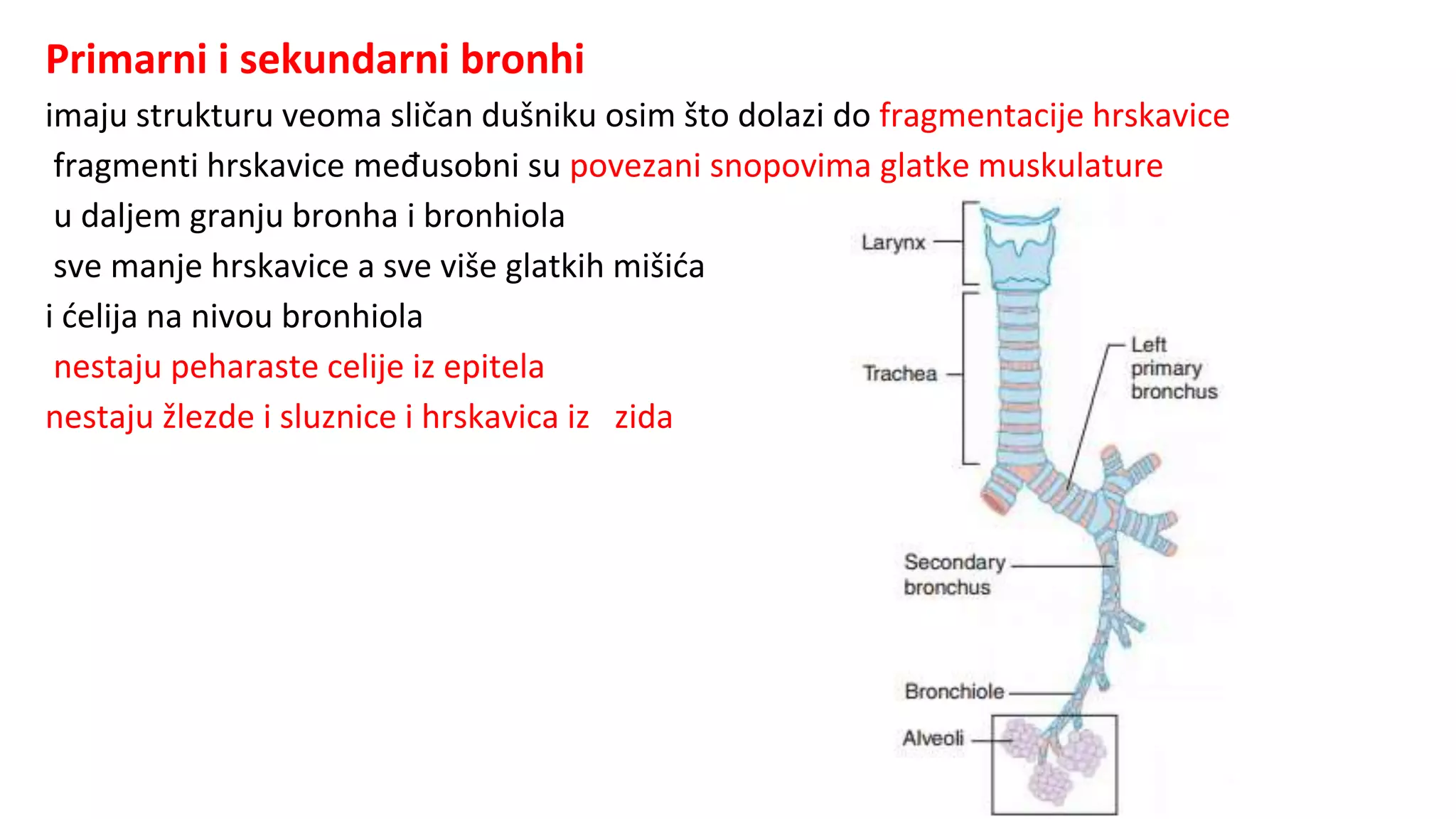 Histologija respiratorni sistem | PPTX