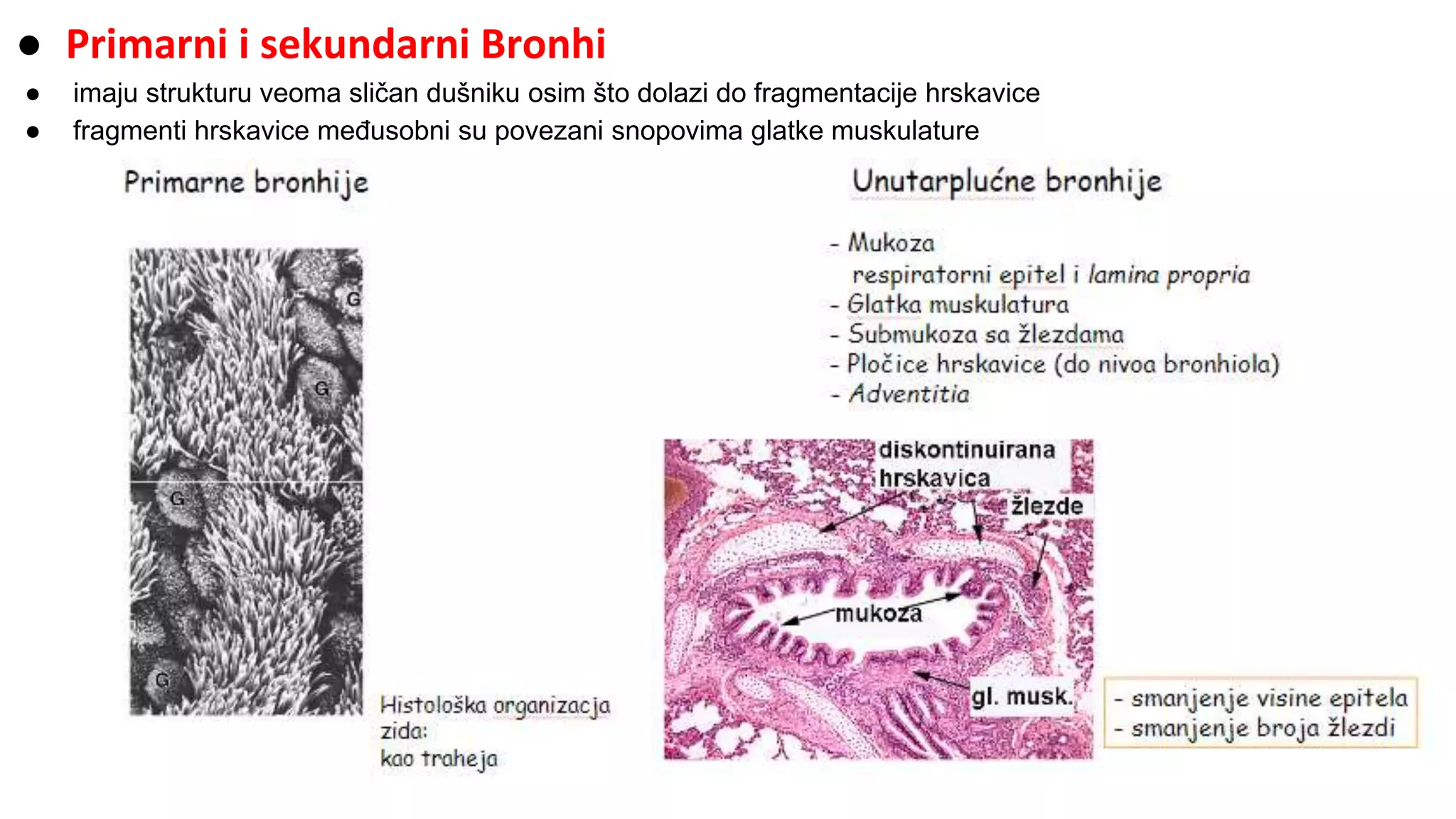 Histologija respiratorni sistem | PPTX