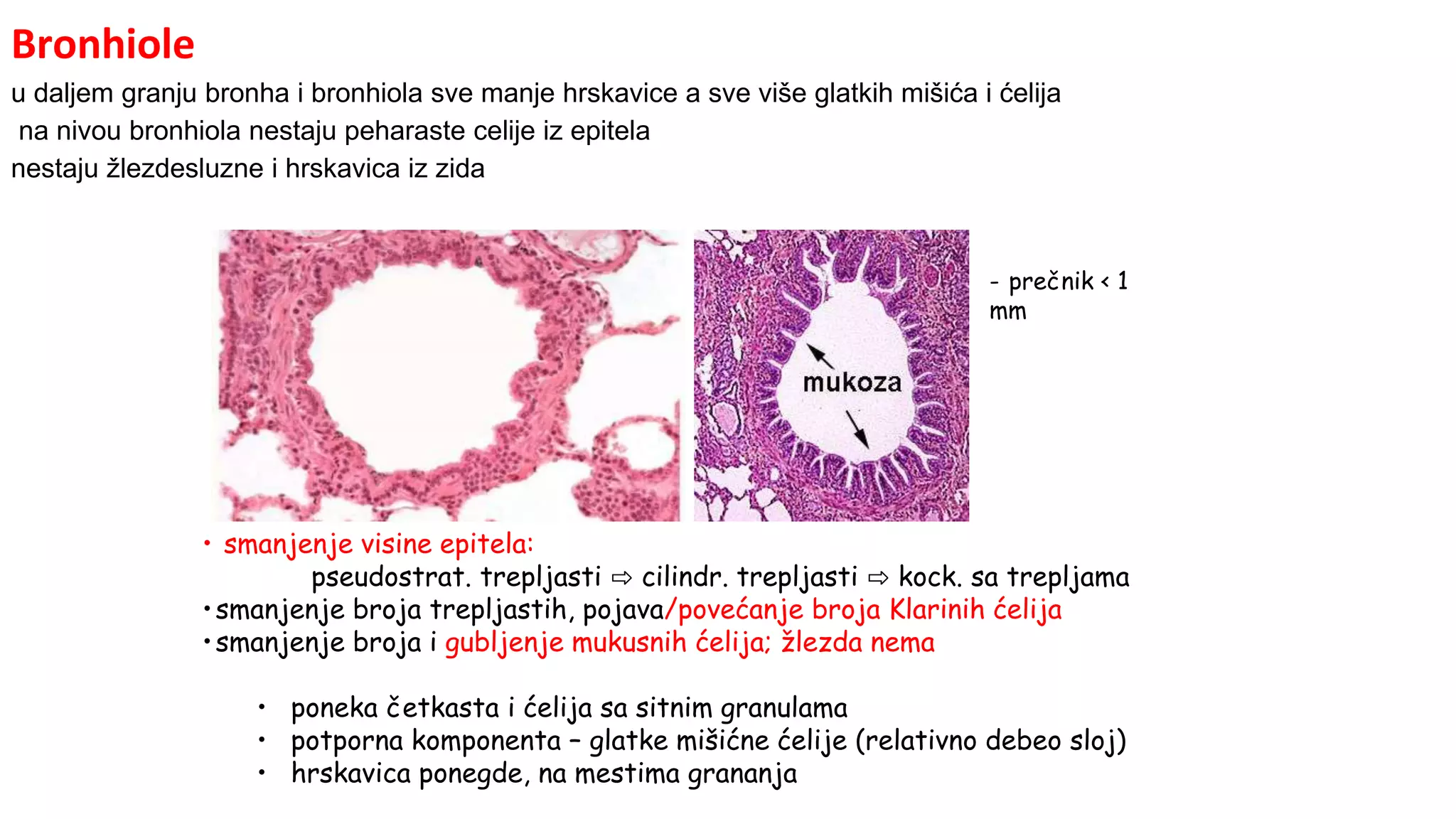 Histologija respiratorni sistem | PPTX