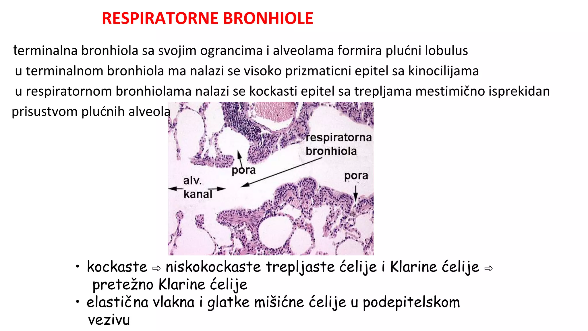 Histologija respiratorni sistem | PPTX