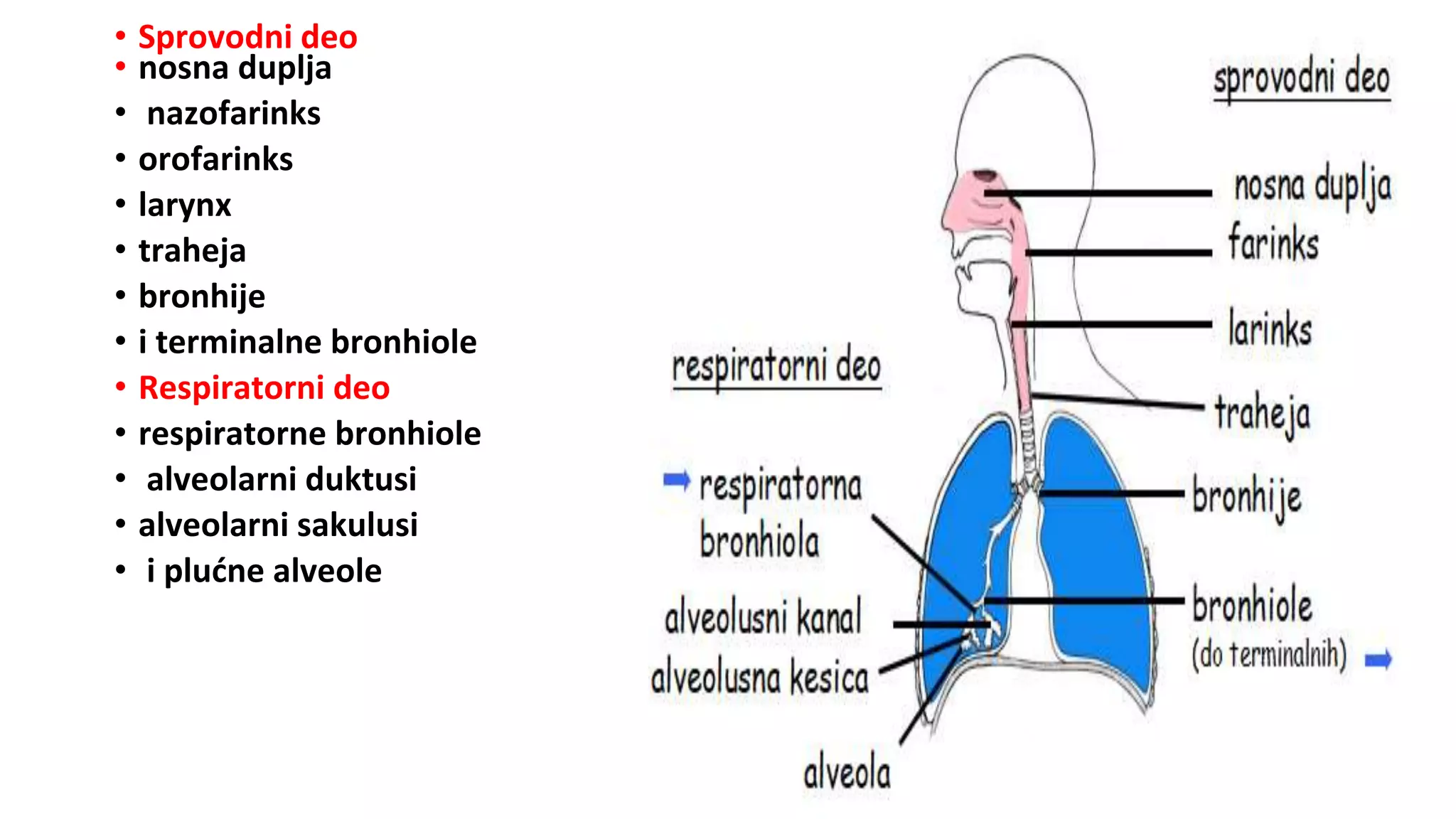 Histologija respiratorni sistem | PPTX