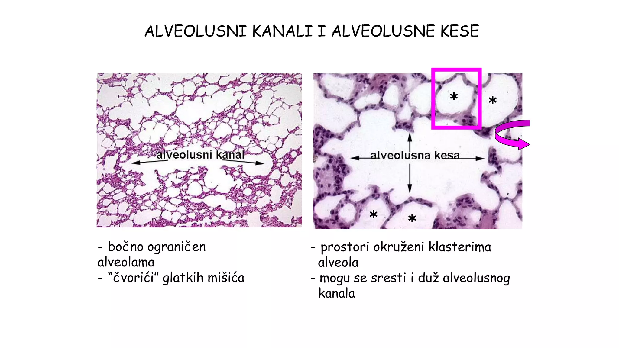 Histologija respiratorni sistem | PPTX