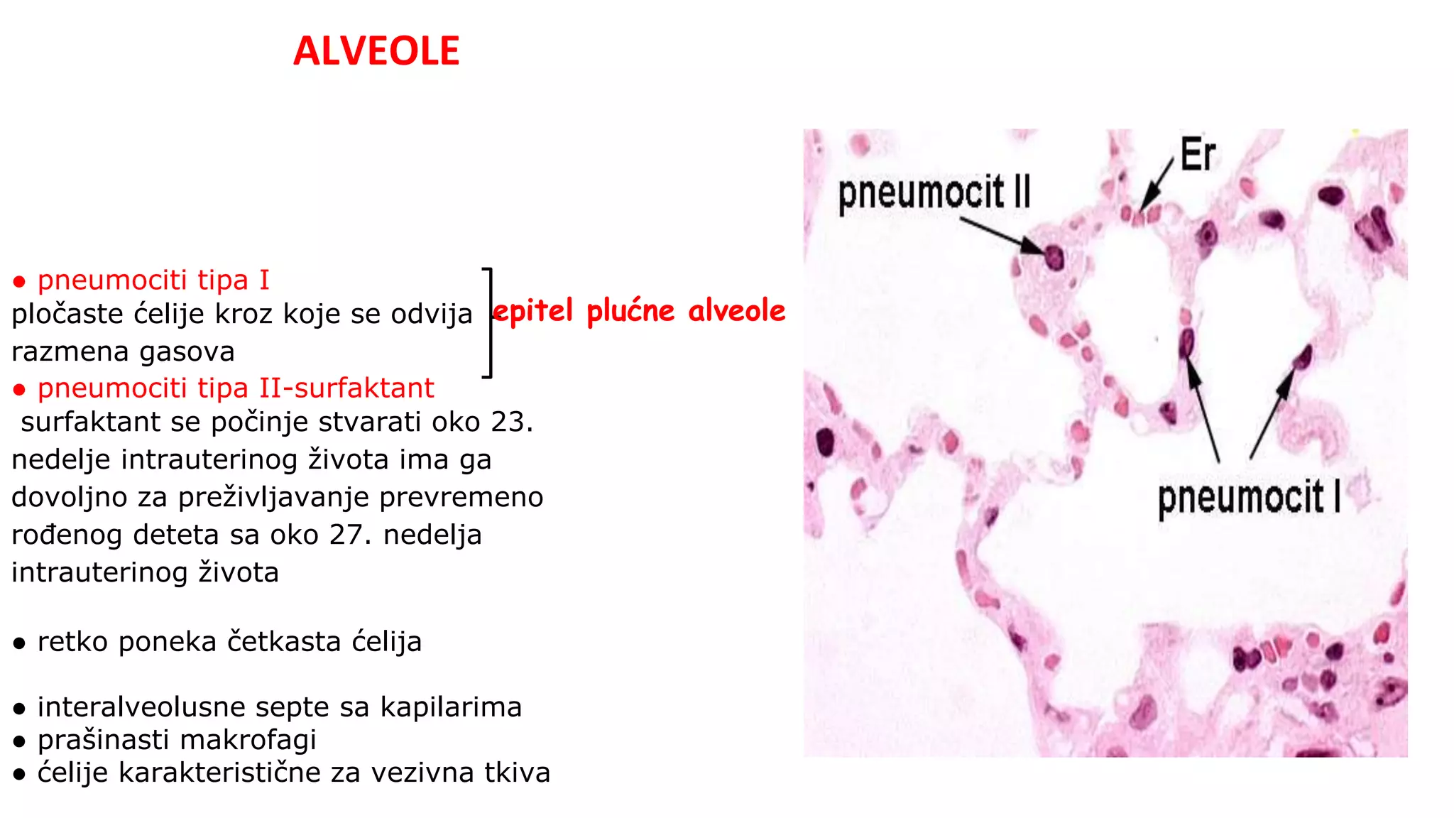 Histologija respiratorni sistem | PPTX